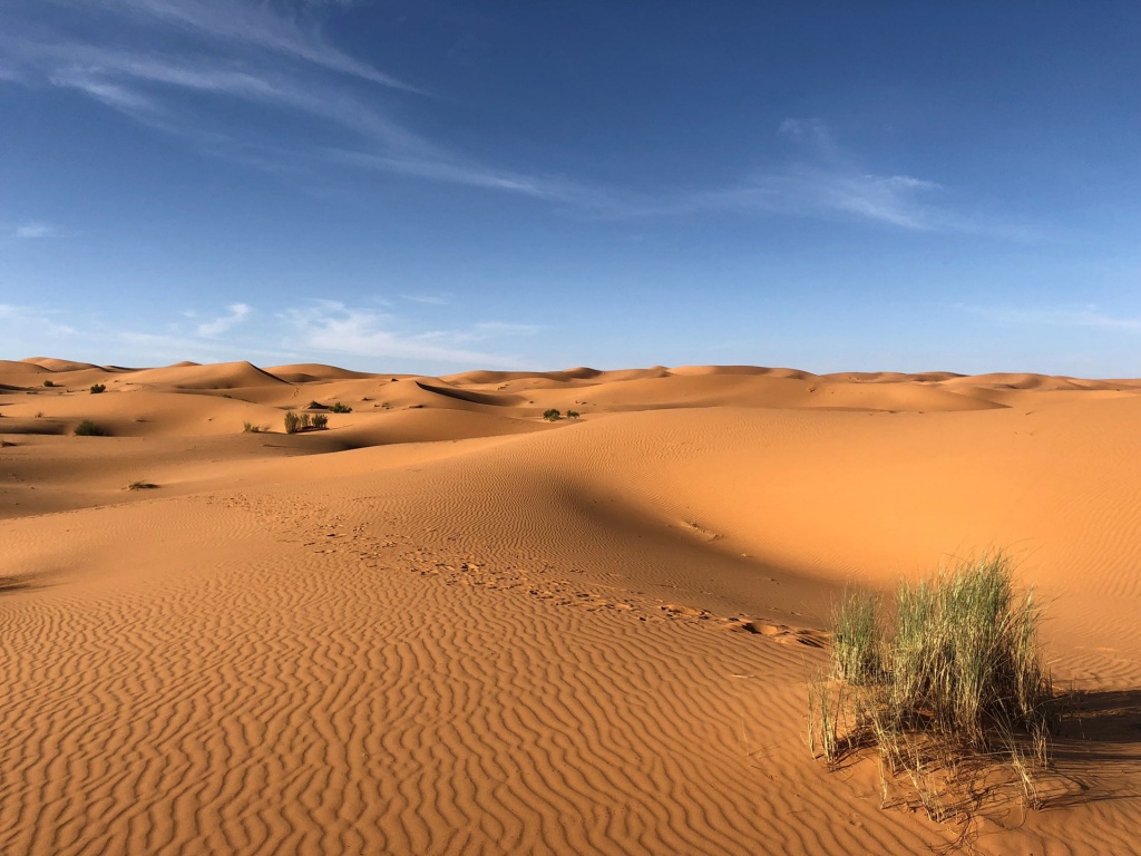 Sandy desert - NatureSpots App - Let's explore Nature together
