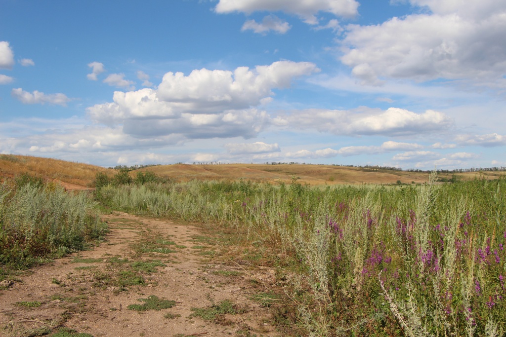 Steppe - NatureSpots App - Let's explore Nature together